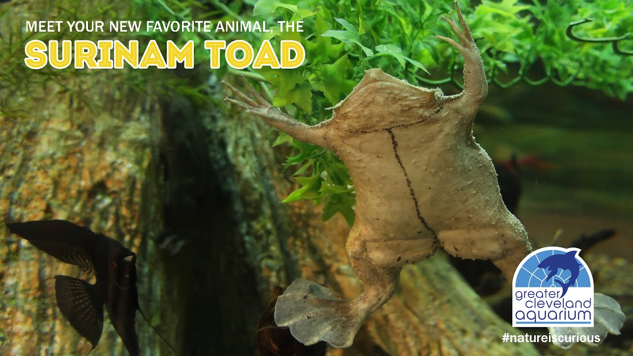 Meet Your New Favorite Animals, the Surinam Toads @CLEAquarium - YouTube