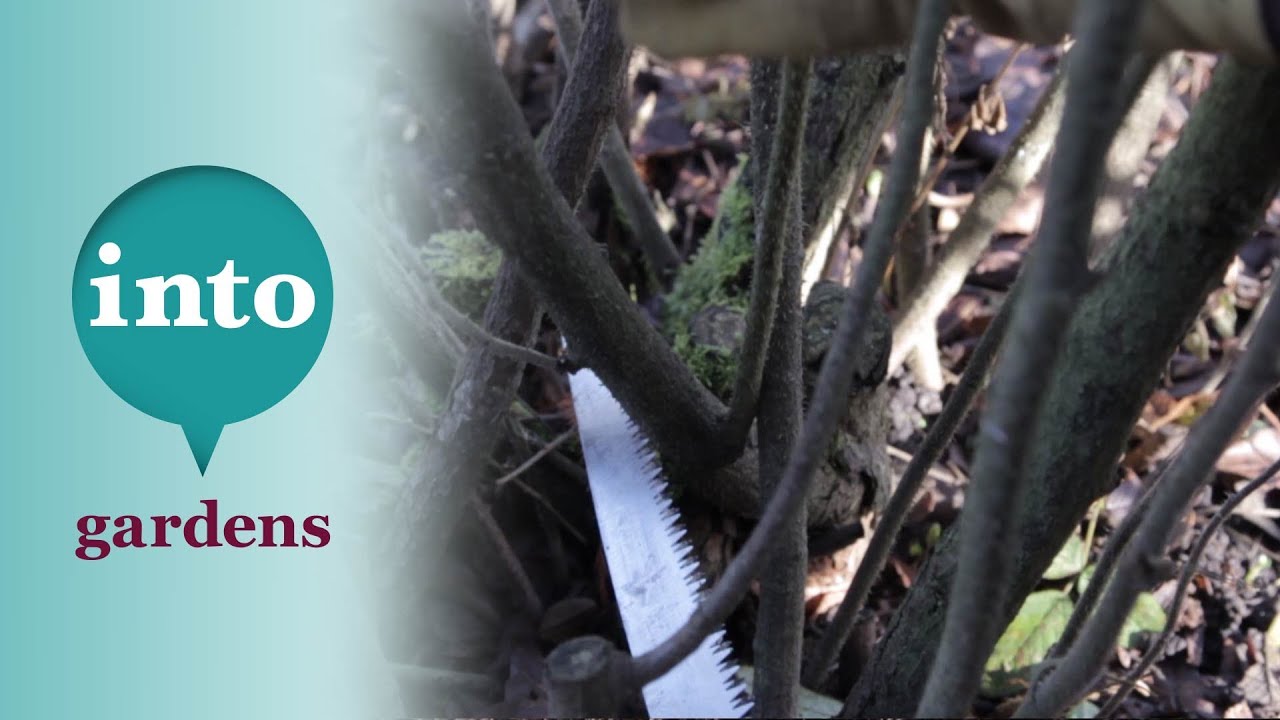 Pruning rugosa roses with Ian le Gros of RHS Hyde Hall - YouTube