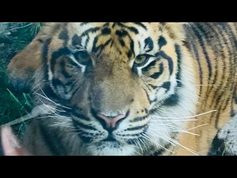 TIGER 🐯 | Show and Tell | Kids learning video| Facts about Tiger ...
