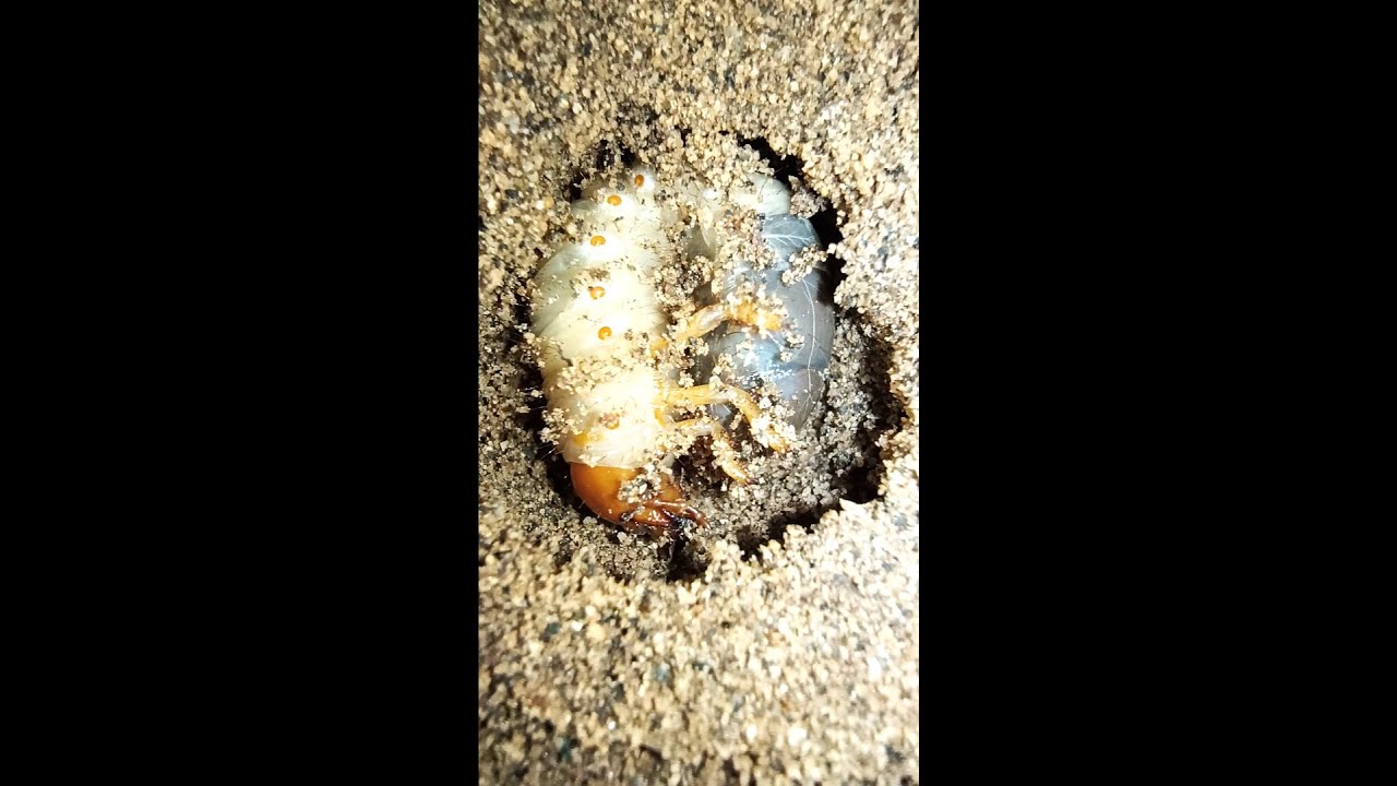 🐛I Found a Big White Larvae with 6 Legs | 💁Informative Video - YouTube