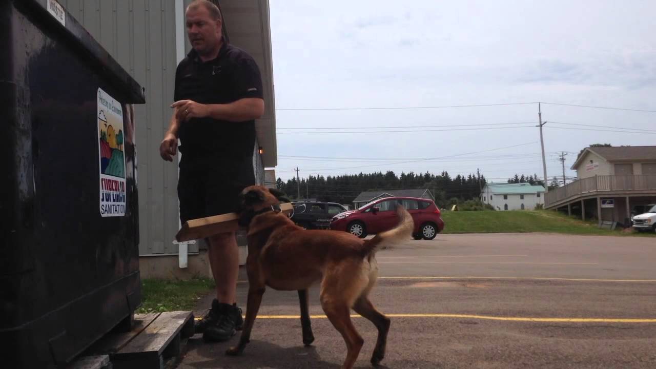 Dog Training! Trained Retrieve for Service Dogs or any Working Dog ...