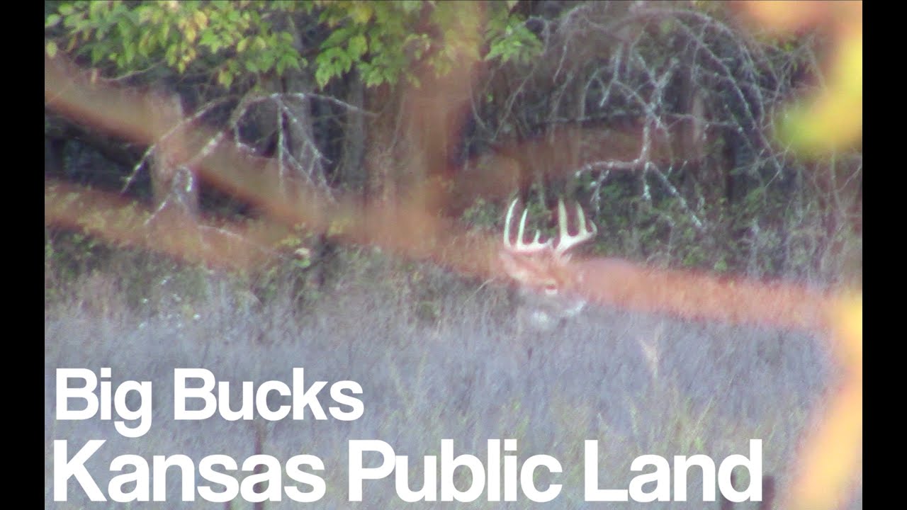 Kansas Public Land - BIG BUCKS Spotted part 1/2 - YouTube
