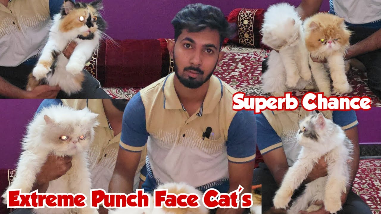Extreme Punch Face Cat's Available in Hyderabad | Chance Wale Cats ...