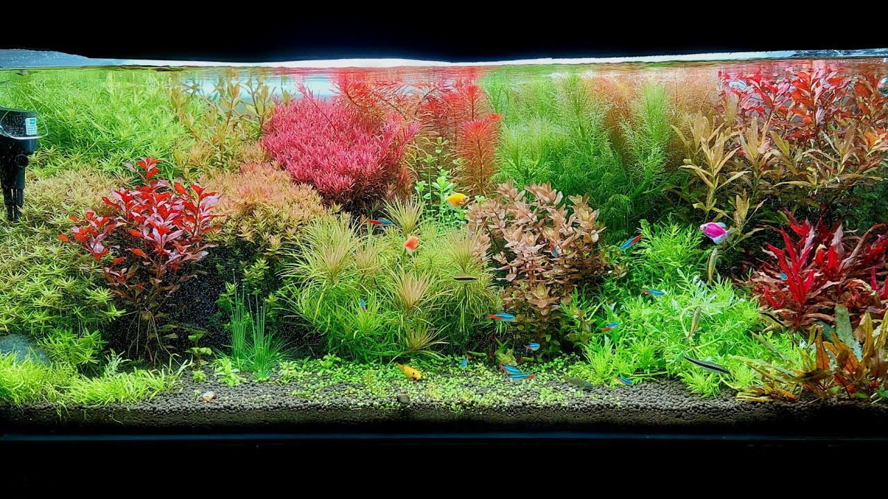Simple Dutch Style Aquascape Setup - using diy led bulb, no liquid ...