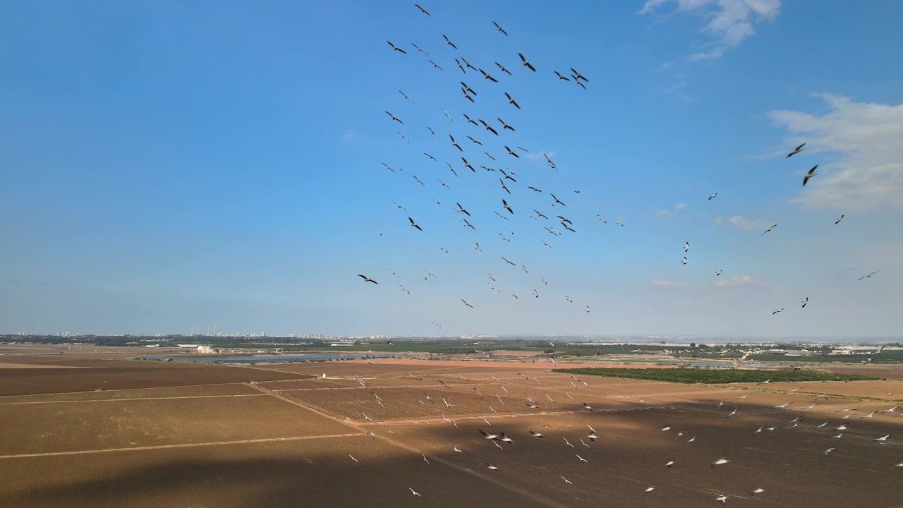 Pelicans searching and getting in a thermal - Drone footage - Hefer ...