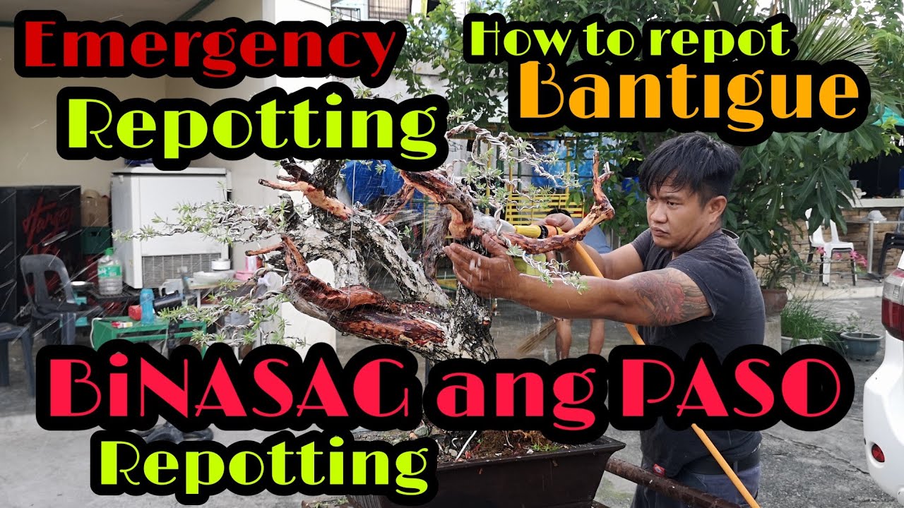 How to repot bonsai bantigue, bonsai trees for beginners - YouTube