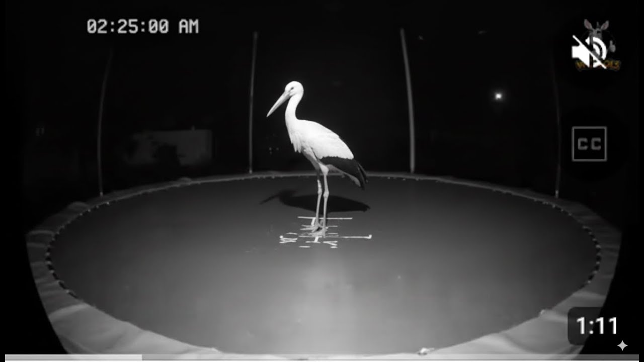 Exotic Wildlife at Night: Captured by Cutting-Edge Urban Night Cameras ...