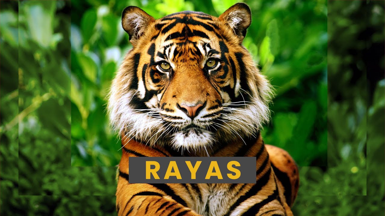 EL MISTERIO DETRÁS DEL COLOR DEL PELAJE DE LOS ANIMALES: PARA QUÉ ...