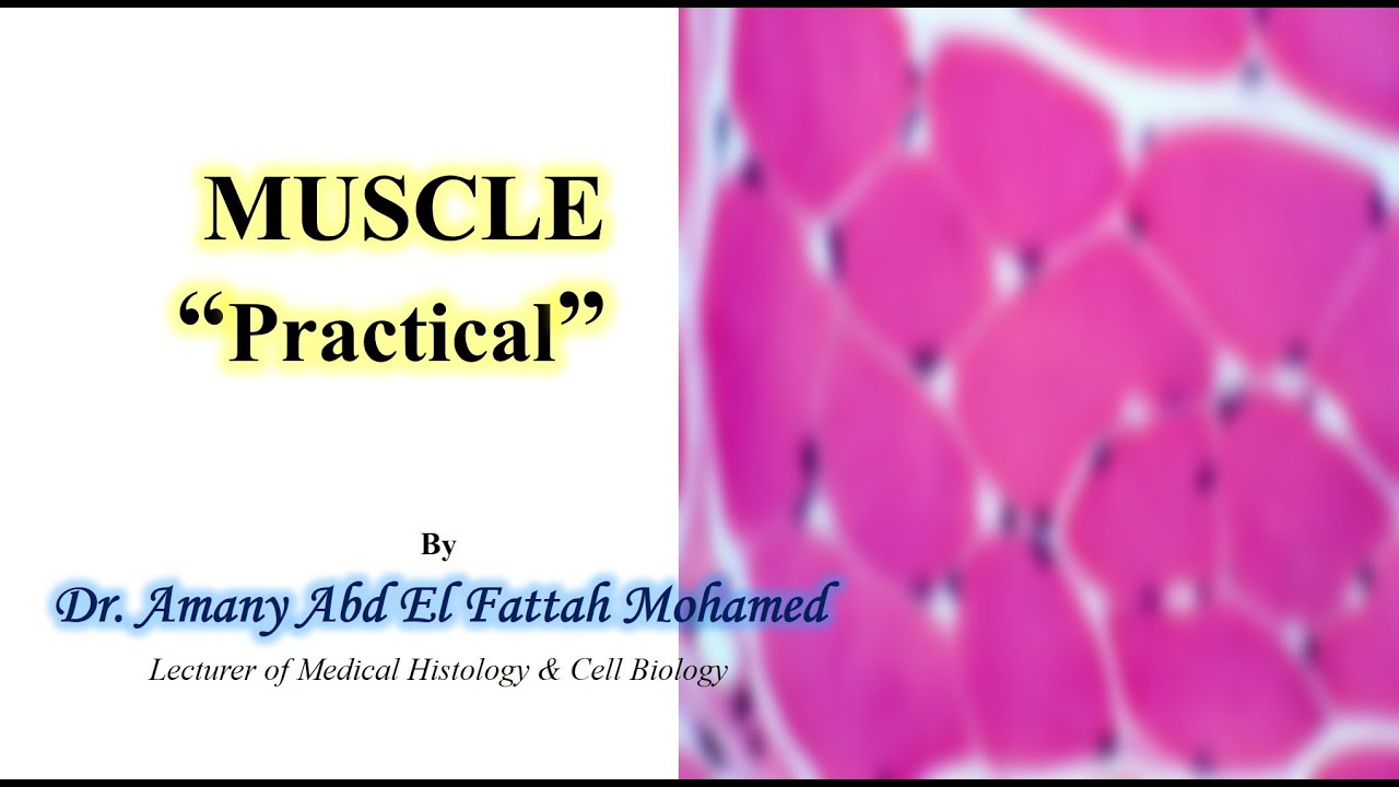 Muscle practical - YouTube