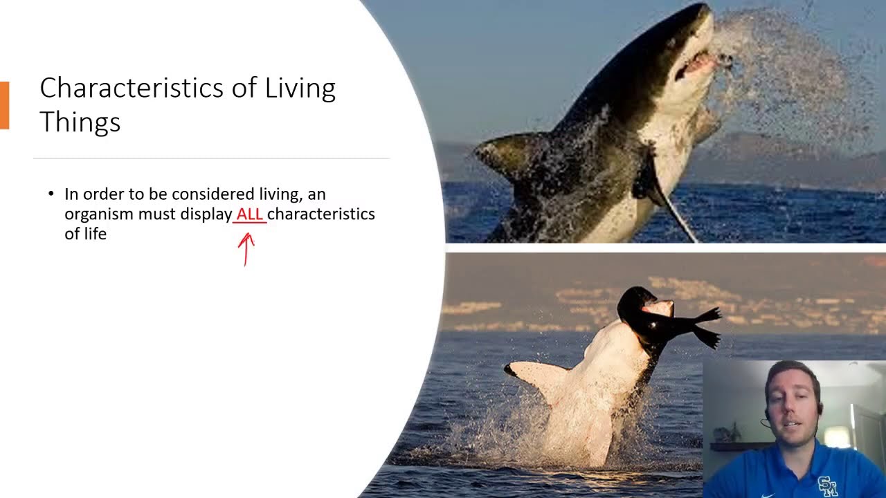 1.3 Patterns of Life - YouTube