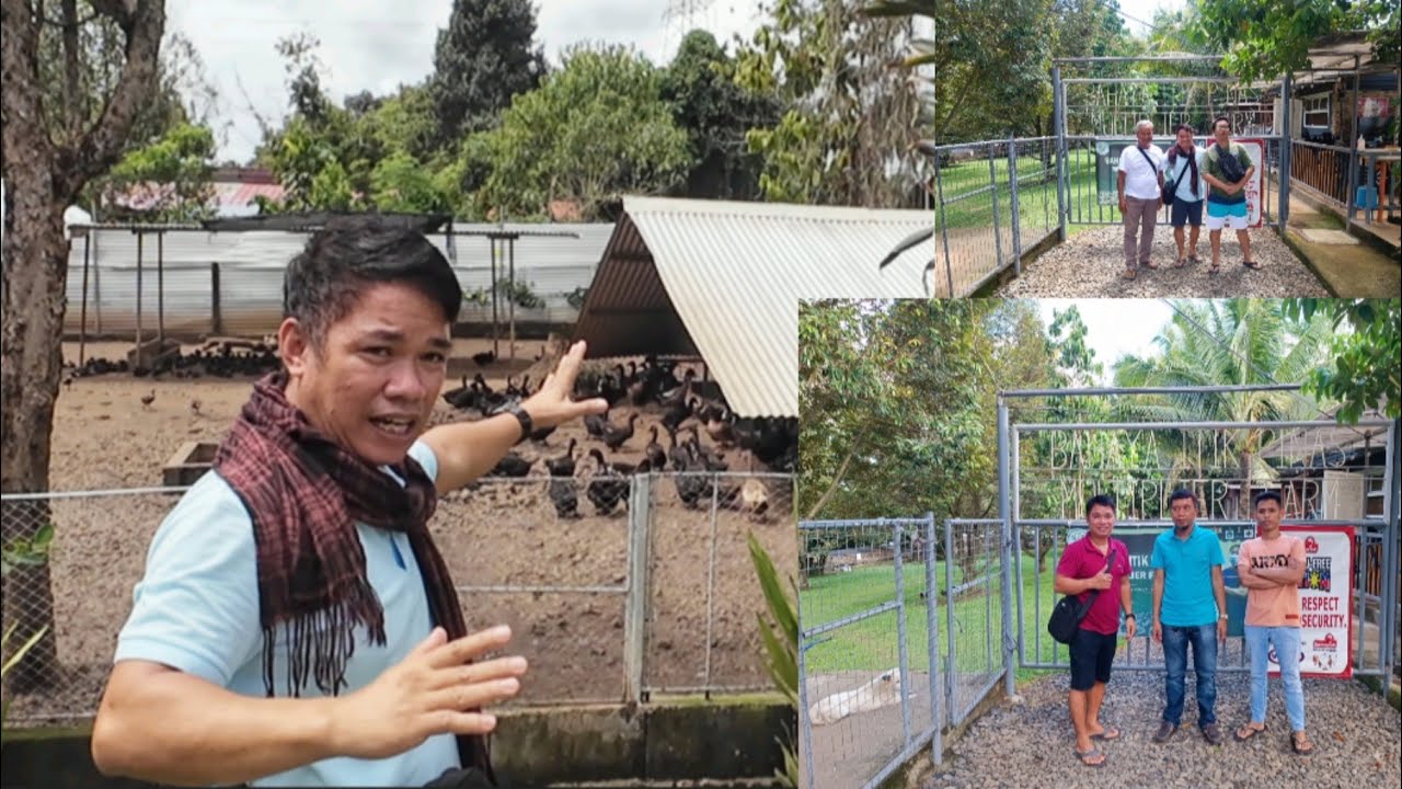 THIS IS OUR CERTIFIED BREEDING FARM FOR F1 ITIK PINAS NG BAHAYA FARM ...