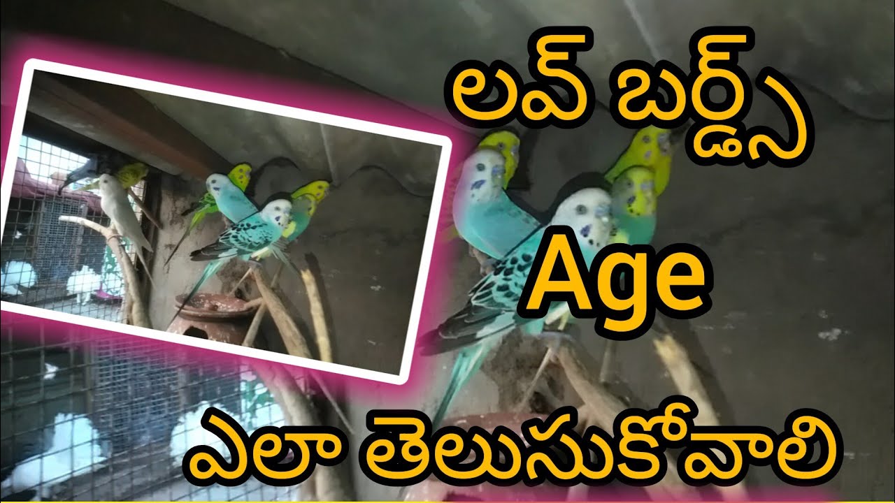 how to identify love birds age లవ్ బర్డ్స్ age ఎలా తెలుసుకోవాలి.#birds ...