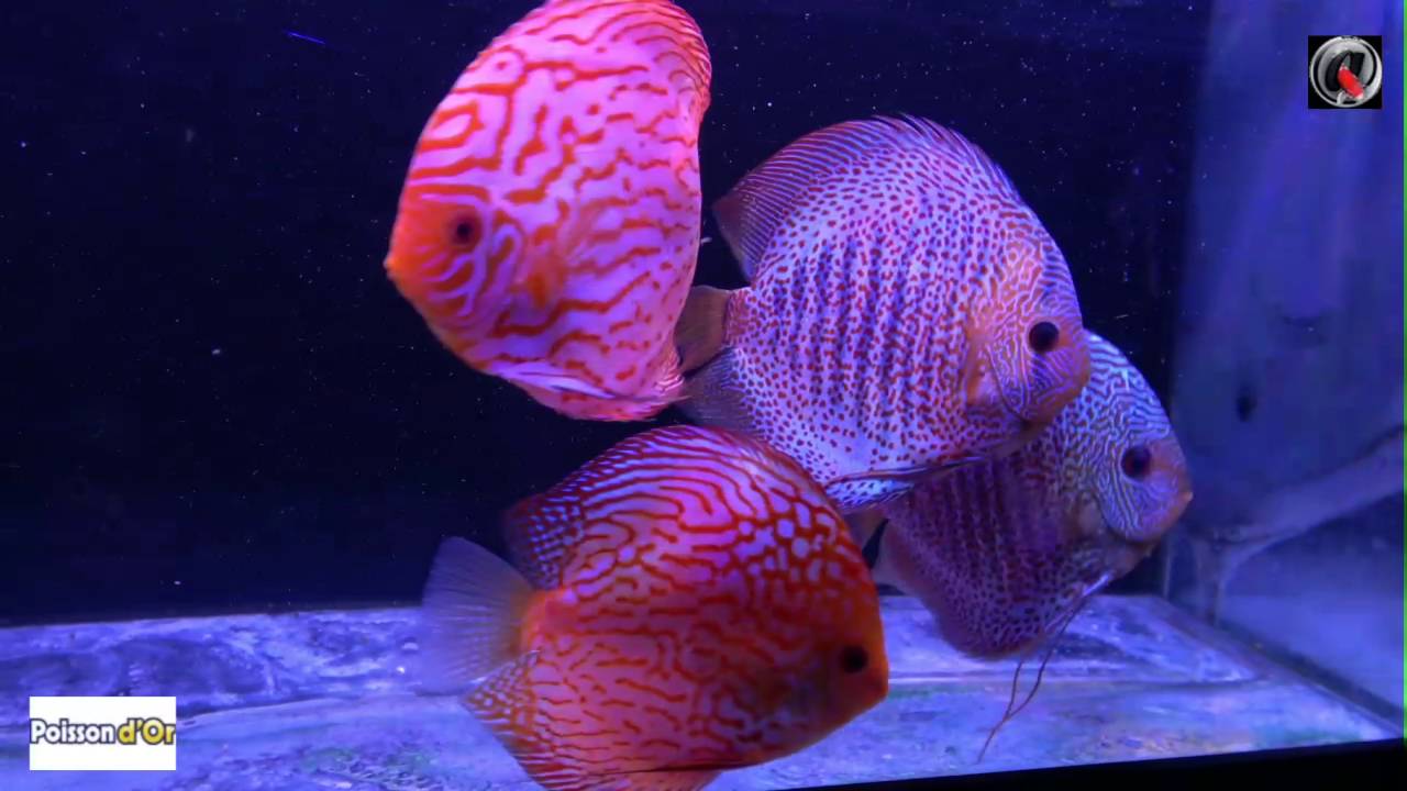 Poisson d'or festivités pour les 45ans - YouTube