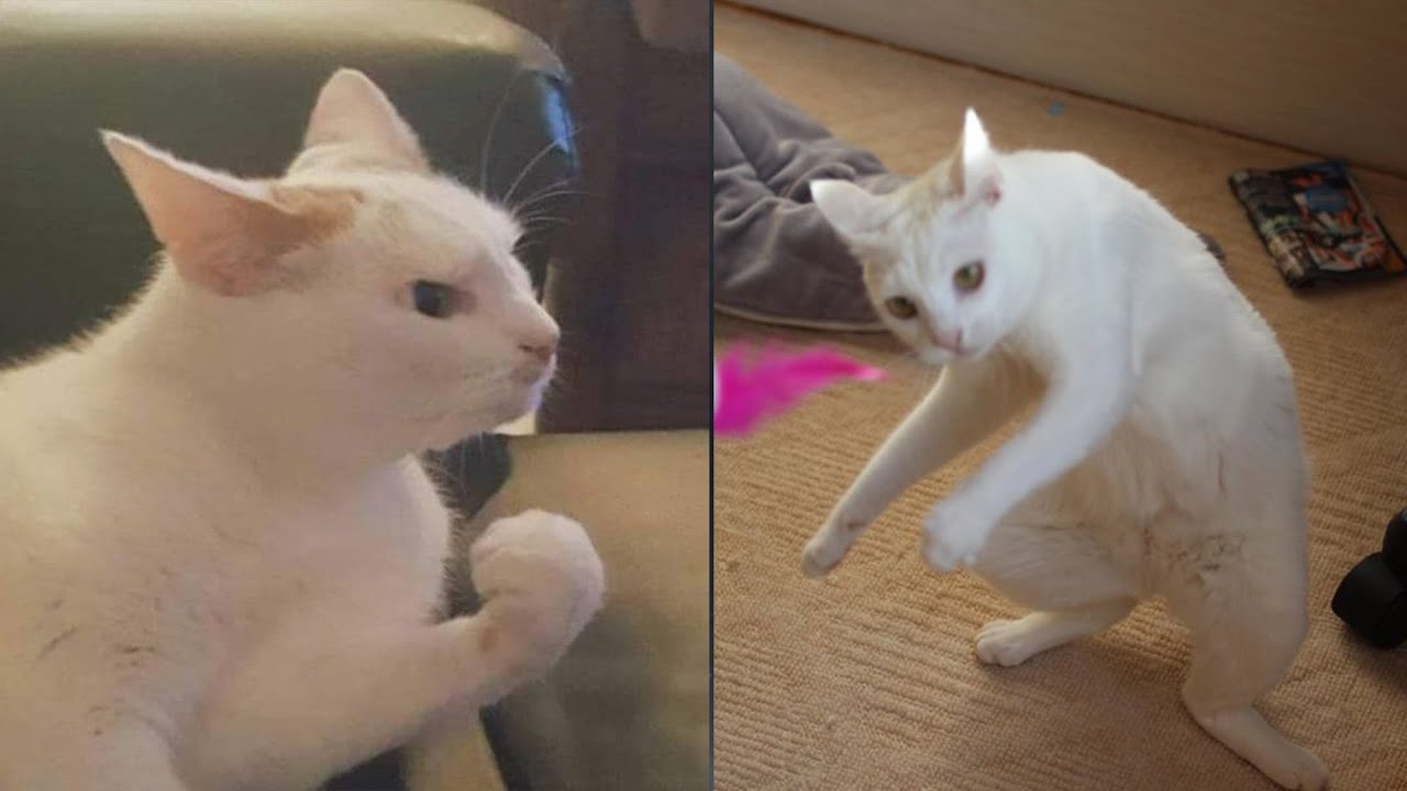 Funny Moments of Cats | Funny Video Compilation - Just Cats #54 - YouTube