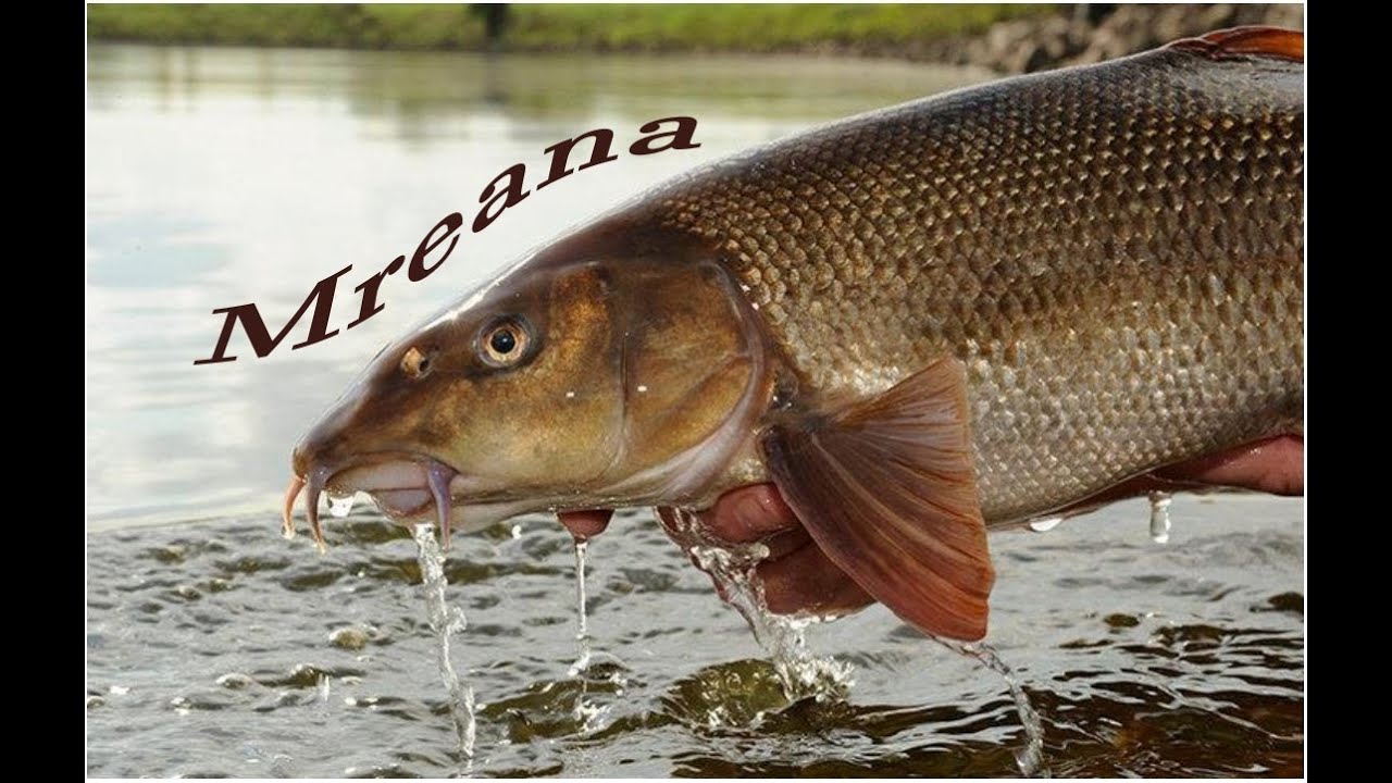 Mreana și comportamentul ei - episodul1- Peștii din apele României ...