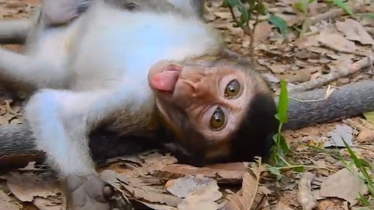Update baby monkey David health condition, David baby monkey today ...