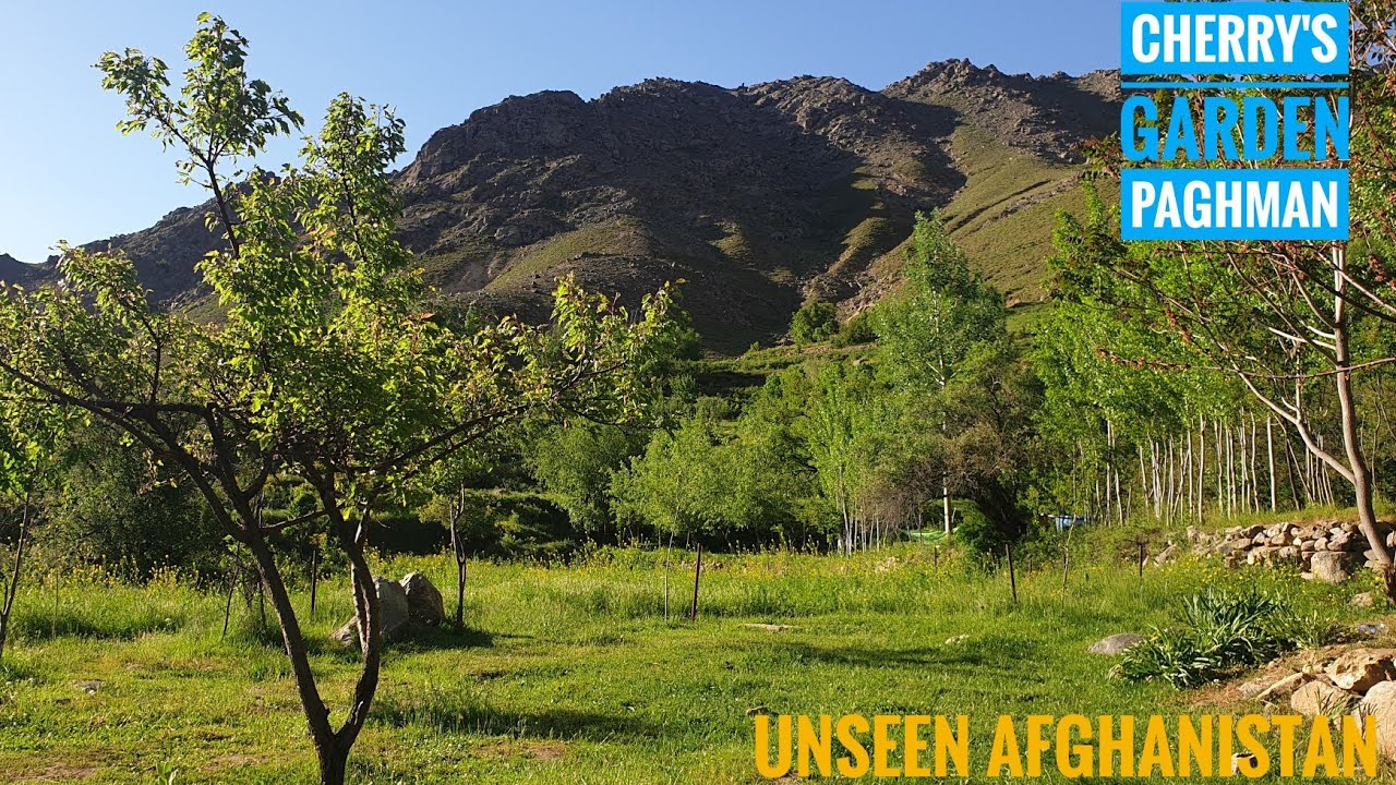 Unseen Afghanistan | Morning Walk in Cherry's Gardens | Kabul Paghman ...