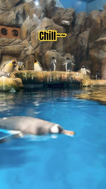 休閑企鵝 Penguin chilling on water #video #hongkong #music #travel #art # ...
