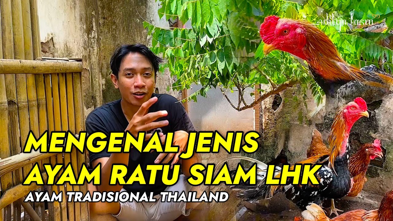 MENGENAL JENIS AYAM RATU SIAM LHK ASAL THAILAND - YouTube