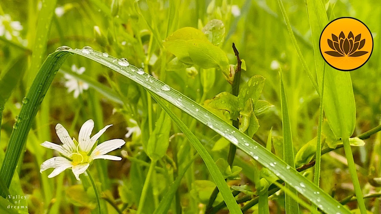 Sound sleep to sounds of fine rain in forest and birdsong. - YouTube