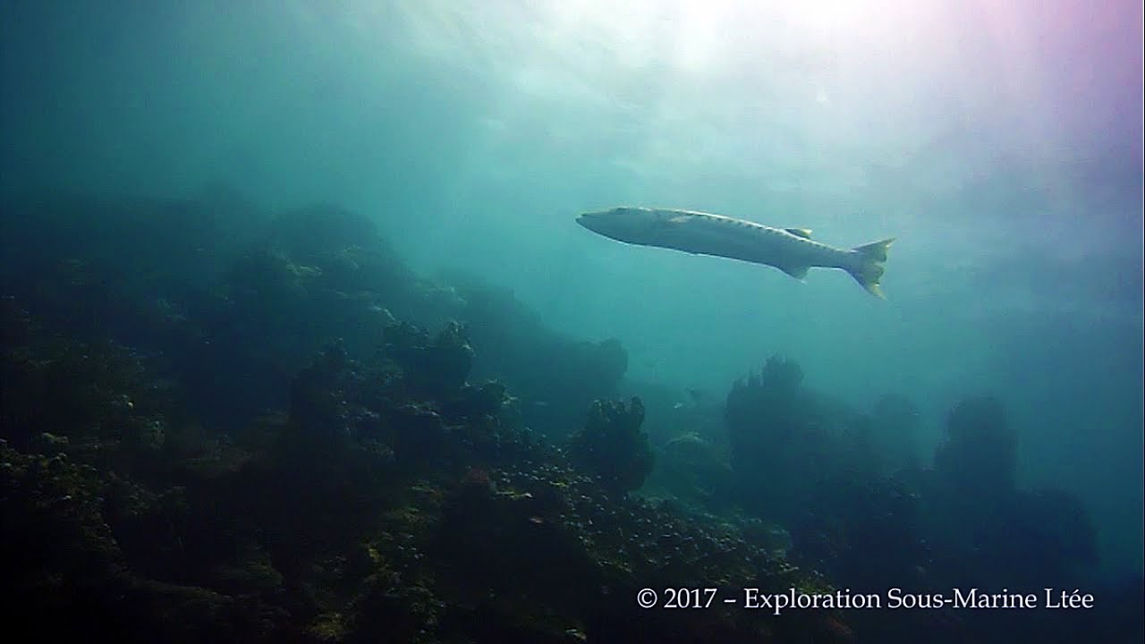 ExploSM Giant Barracuda Floating Still / Un Grand Barracuda ...