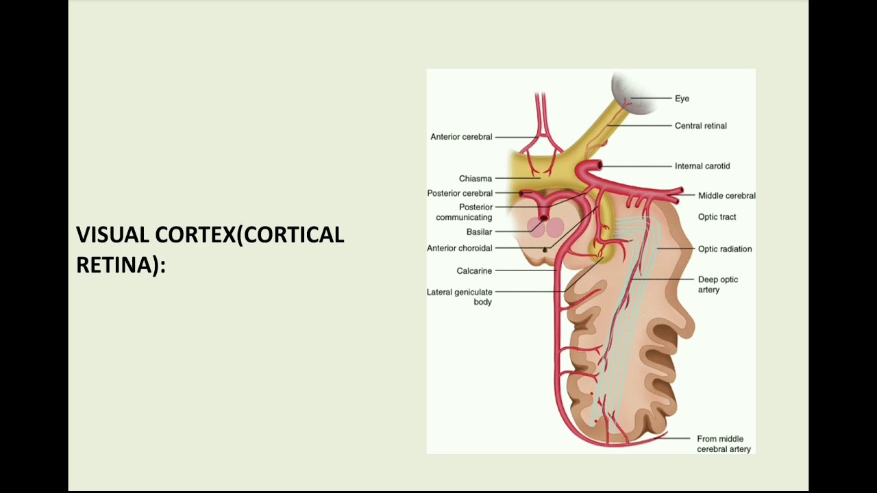 OPTIC NERVE & VISUAL PATHWAY(Part -2) - YouTube