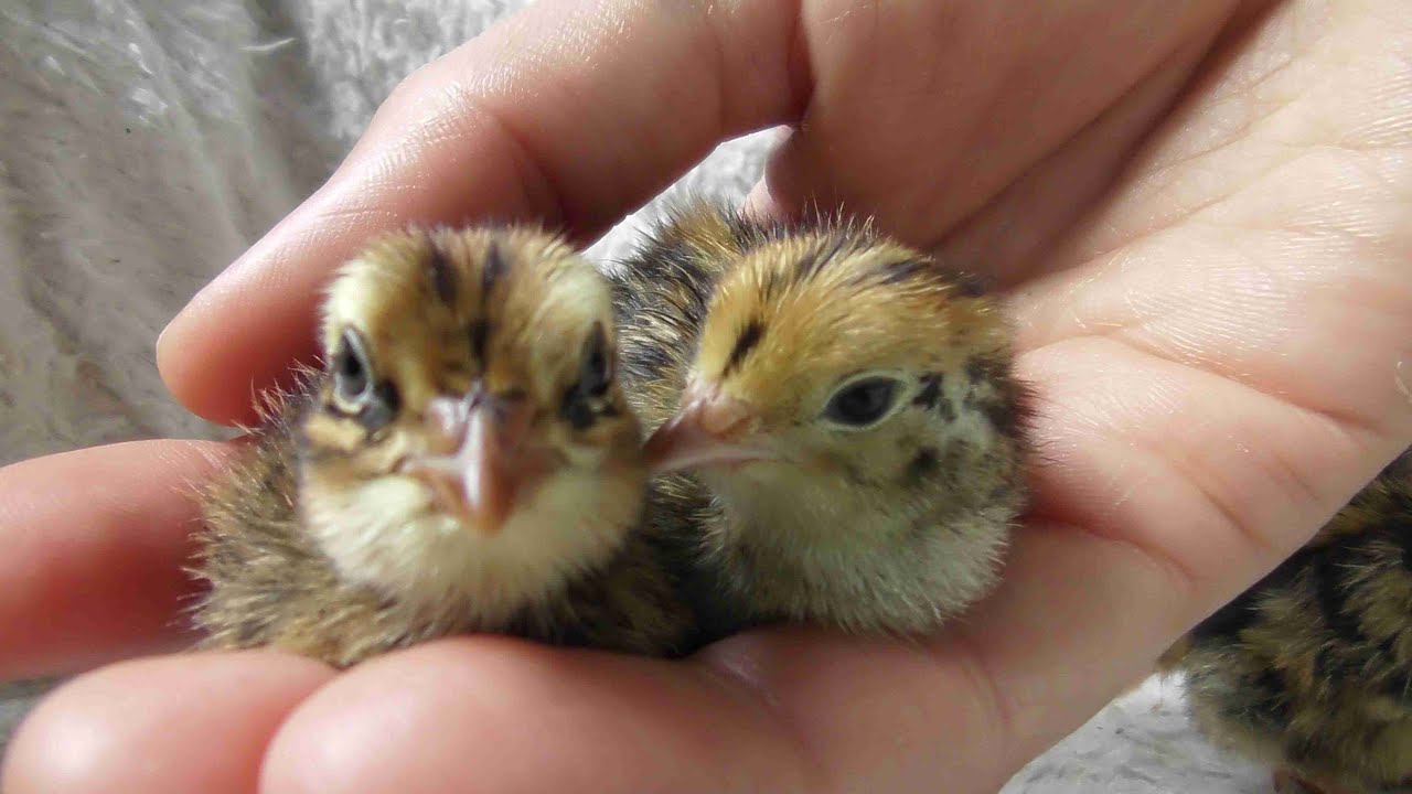 CELADON QUAIL CHICKS ~ One Day Old ~ Hatching Quail - YouTube