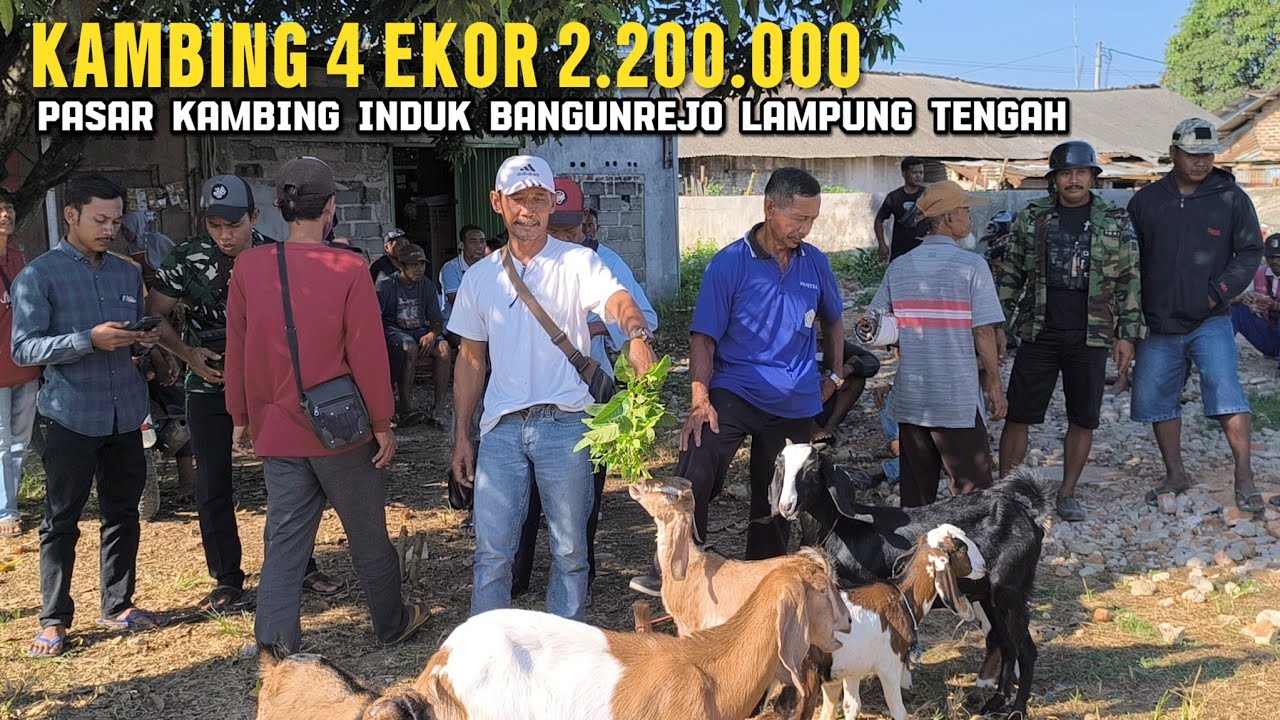 Hari ketiga Idul Adha harga kambing di pasar Bangunrejo turun 400/ekor ...