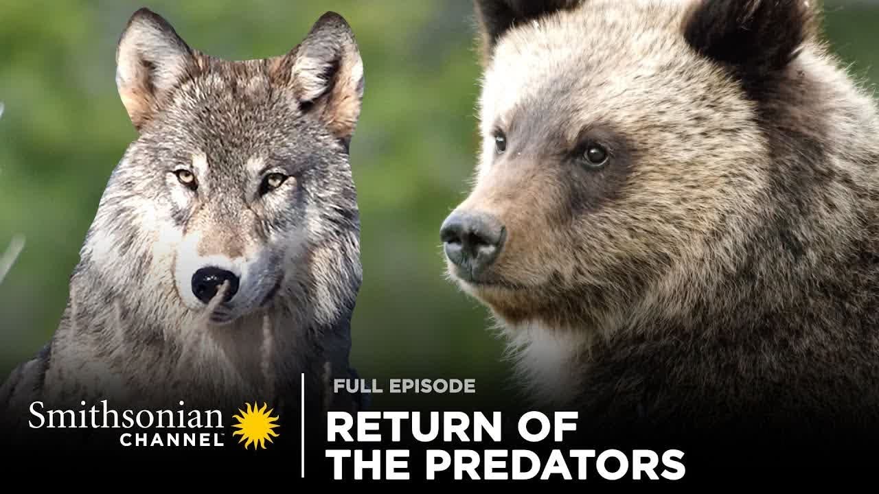 Return of the Predators 🐻🐺 Epic Yellowstone: Full Episode | Smithsonian ...