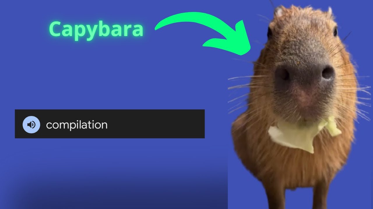 10 Minutes of Capybara Bliss ₍ᐢ•(ܫ)•ᐢ₎ | The Internet's Most Relaxed ...