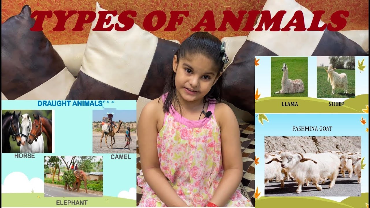 TYPES OF USEFUL ANIMALS | ANIMALS AROUND US | GRADE II | SHRINIKA ...