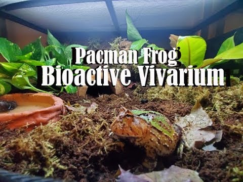 Pacman Frog Bioactive Vivarium - YouTube