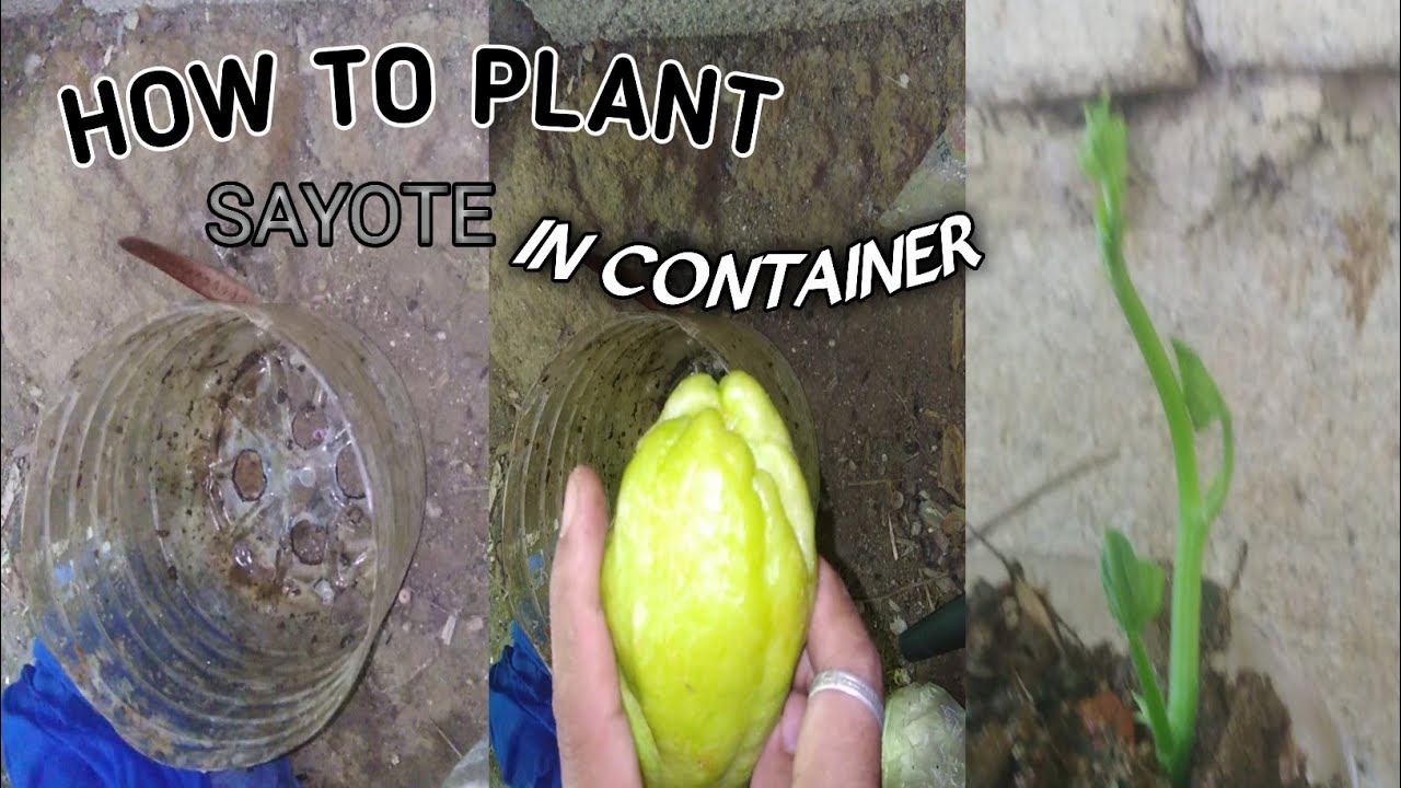 PAANO MAG- TANIM NG CHAYOTE SA CONTAINER || HOW TO PLANT CHAYOTE IN ...