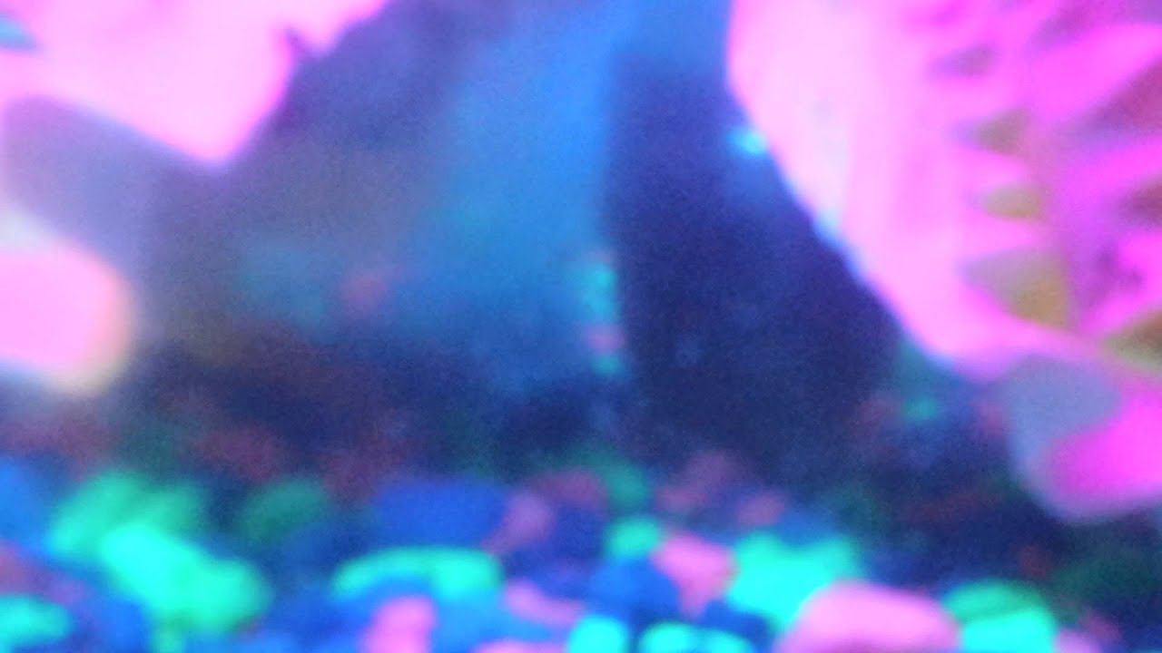 Mekong puffer feeding - YouTube