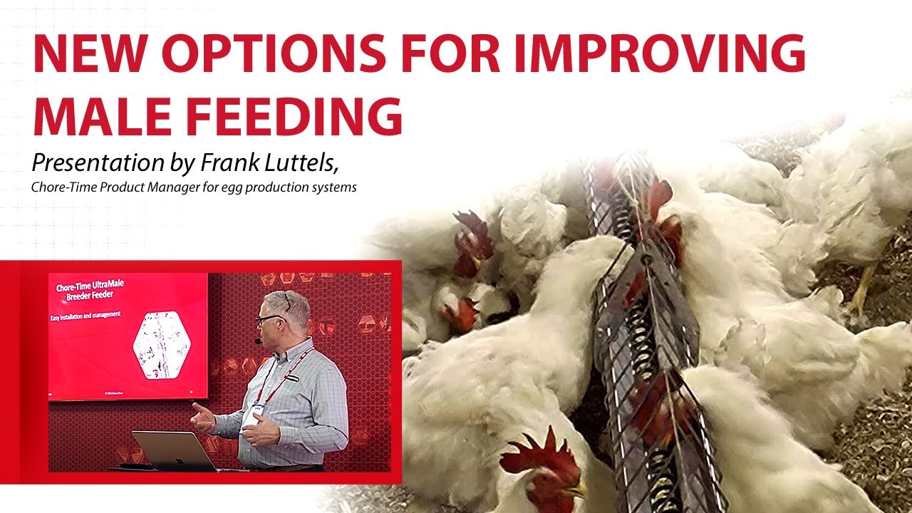 New Options for Improving Male Broiler Breeder Feeding - YouTube