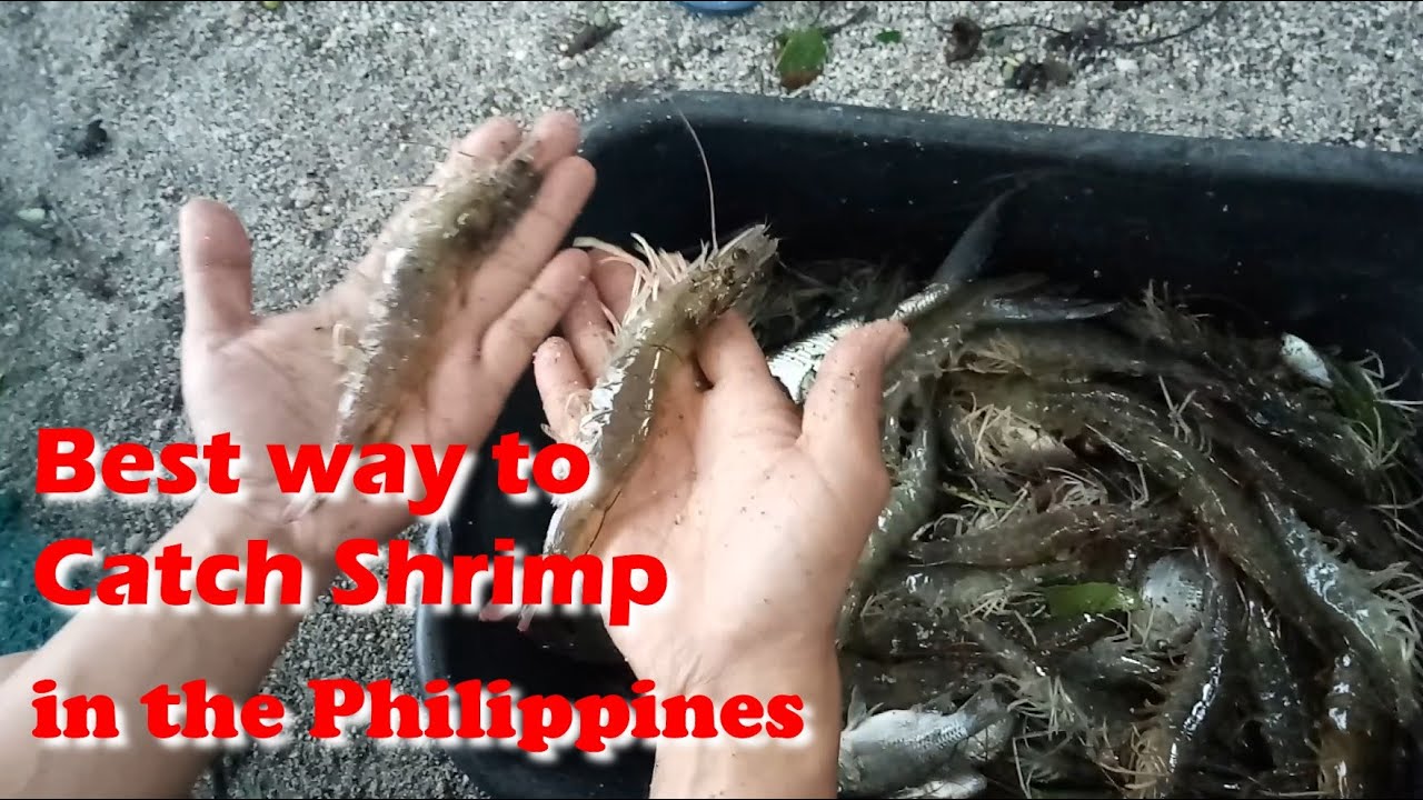 How to start Prawn farming in your backyard (ulang farming) - YouTube