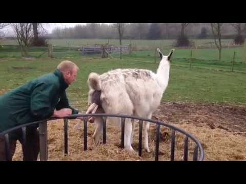 Llama Birth at White Post Farm, Notts - Animal Farming and Mating Video ...