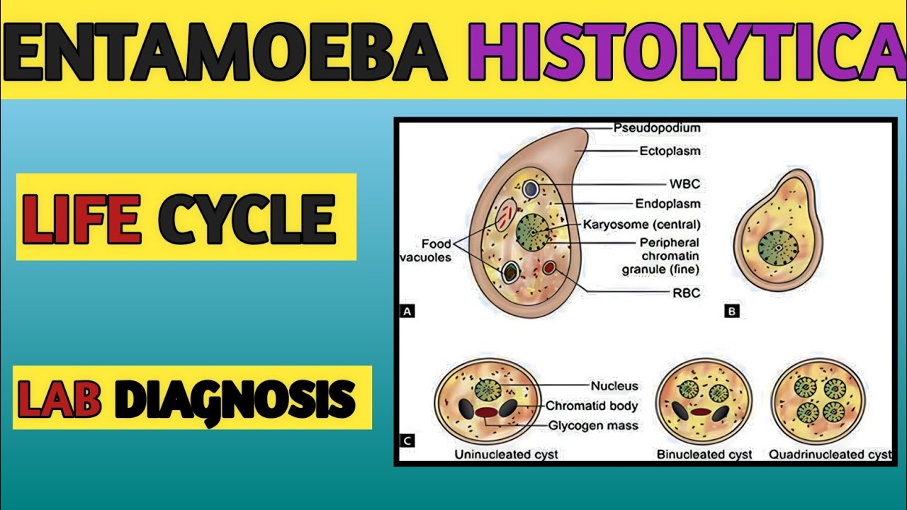 Entamoeba Histolytica|| Life cycle|| Lab diagnosis - YouTube