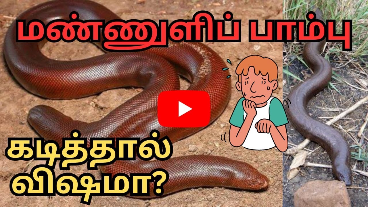 மண்ணுளிப் பாம்பு | Russell's Boa Snake | Tamil - YouTube
