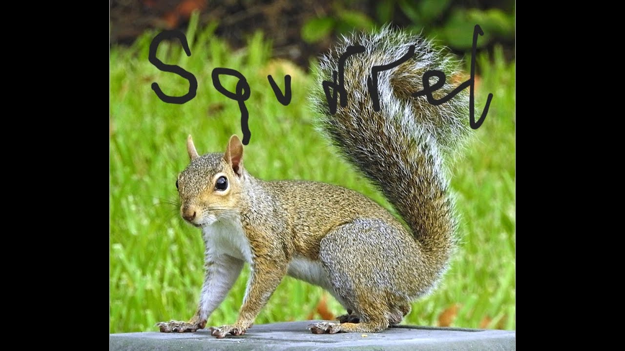 Squirrel - YouTube