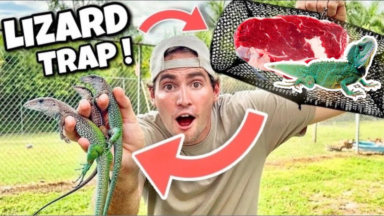 DIY LIZARD TRAP WITH STEAK BAIT !! WILL IT WORK ?! - YouTube