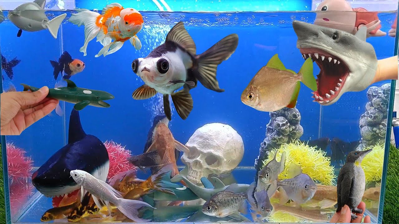 Collection of Cute Animals,koi fish,turtle,synodontis,oscar fish,giant ...