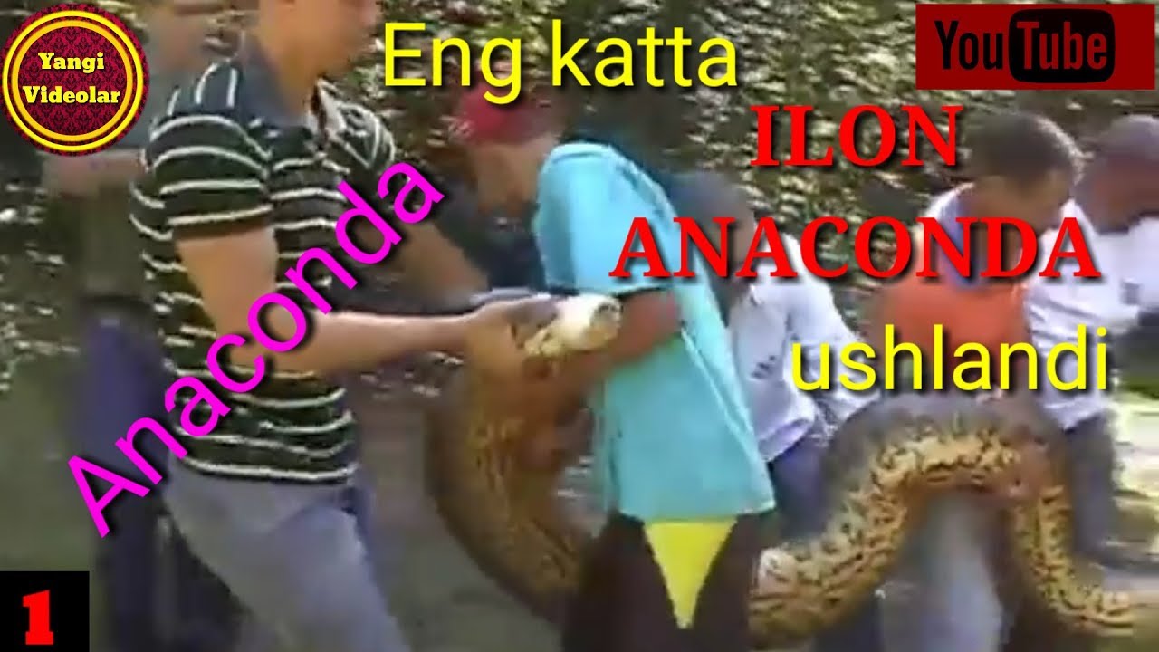 Eng katta ILON ANACONDA tutildi. - YouTube