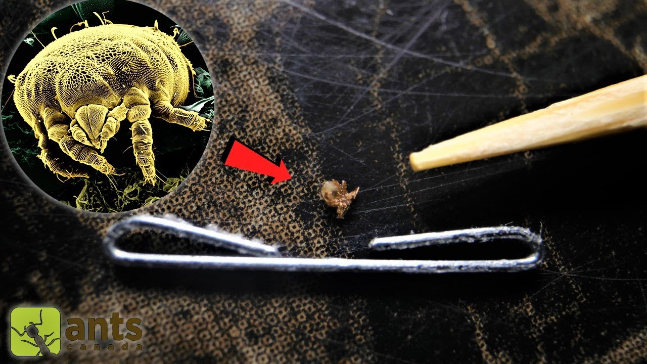 Determining the Identity of the Facehugger Mites On My Ants - YouTube