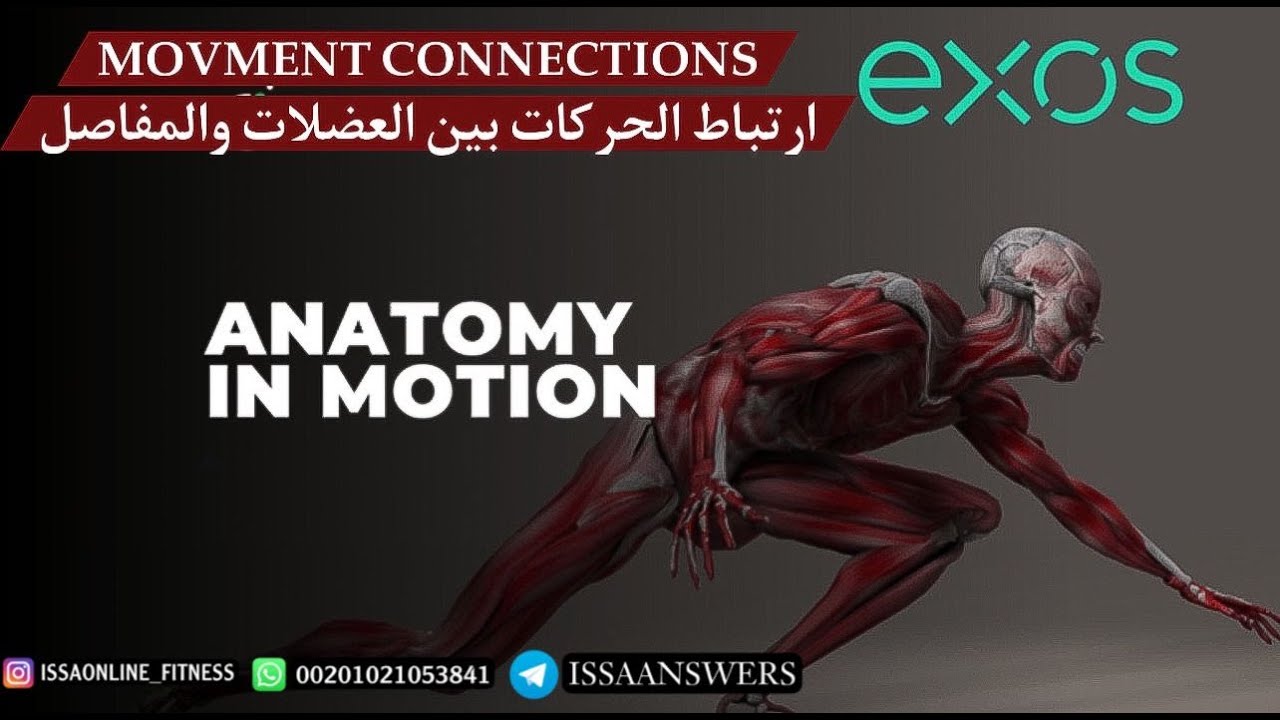 EXOS Anatomy in Motion (Movement Connections) ارتباطات الحركات بين ...
