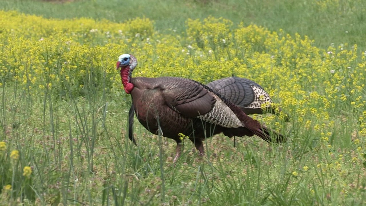 Kentucky Turkey hunt 2017 - YouTube