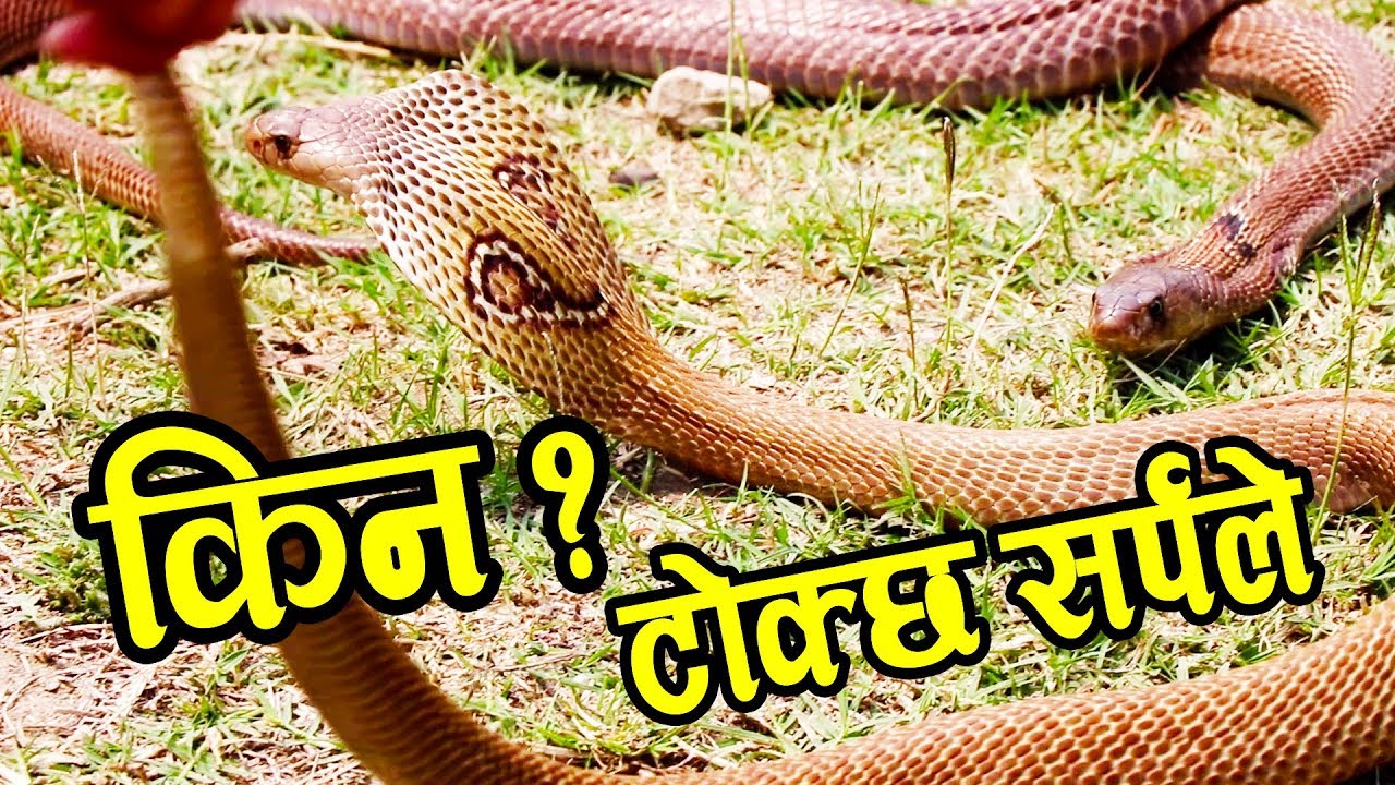 उर्लाबारि-३ चन्दनेमा कोब्रा गोमन रेस्क्यु गर्दै cobra snake goman - YouTube