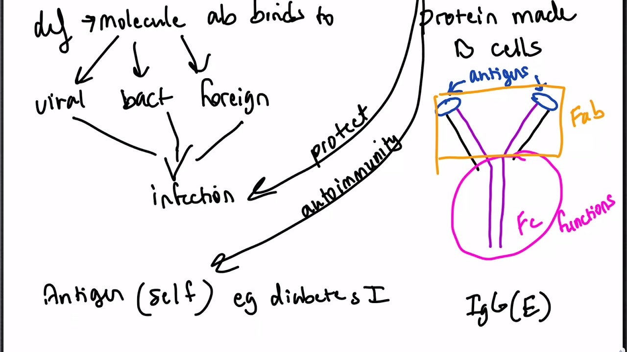 Immune Mini Lecture 4 Antigen & Antibodies - YouTube