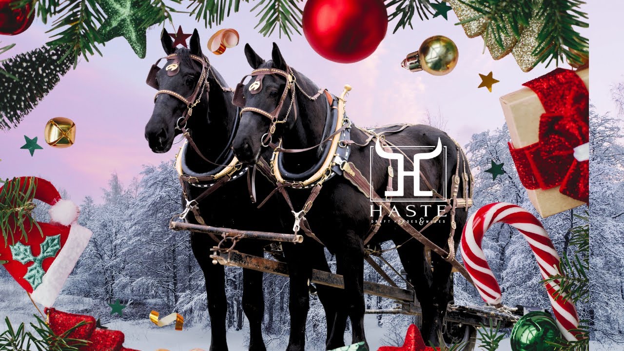 “A Christmas Draft Horse Deal: Percheron Gelding Team You Must See ...