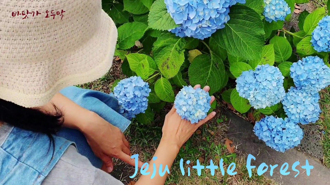 제주 최고의 푸른 수국을 만나는 곳~ 흐린날이 더 선명해~ Where the best blue hydrangea is in ...